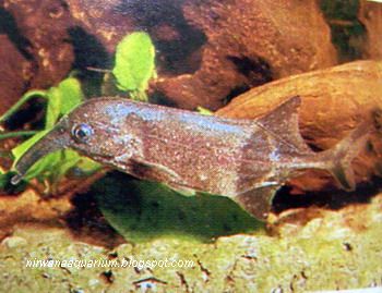 Fish Freshwater Aquarium: Elephant Nosed Fish (Gnathonemus petersi)