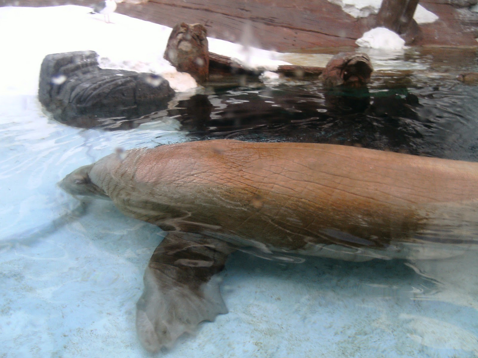 Sam in San Diego: Walruses