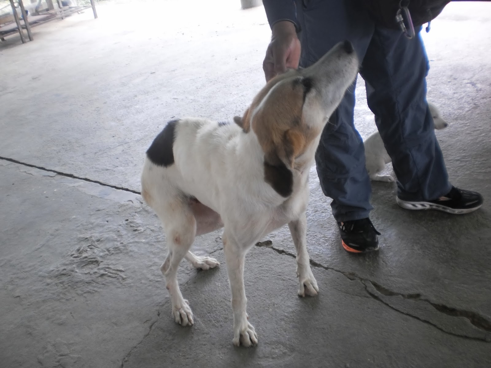 Pisando en Cuatro Patas