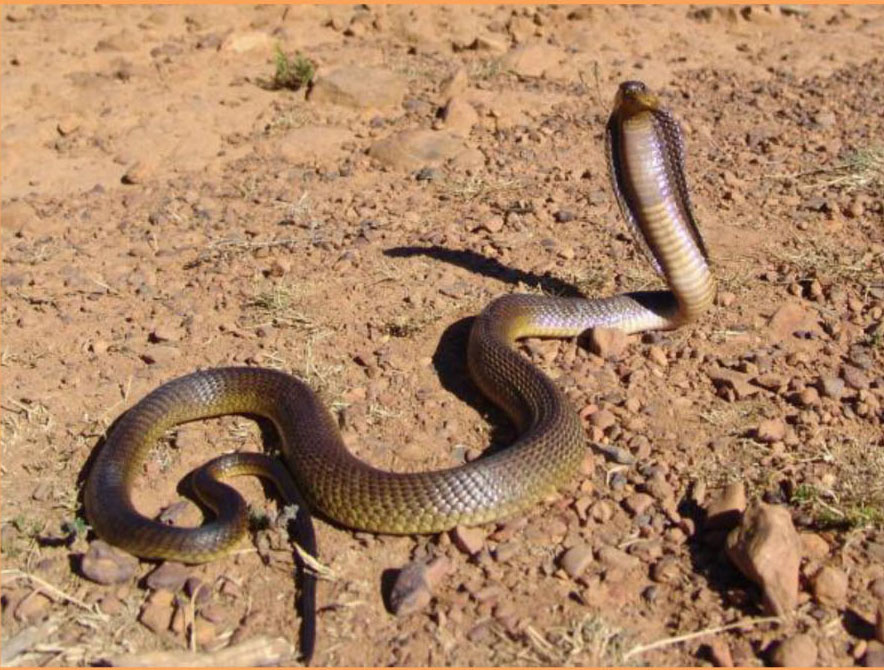 Cape Cobra Facts and New Pictures-Images | The Wildlife