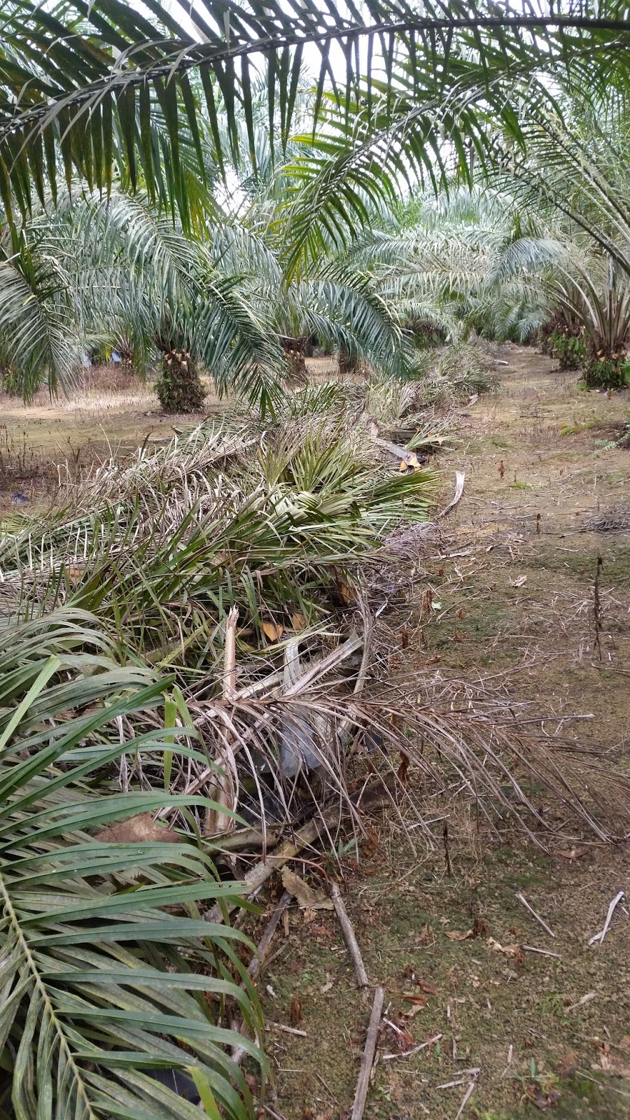 Warisan Petani: Kebun Kelapa Sawit 2 : Pemangkasan Pelepah.