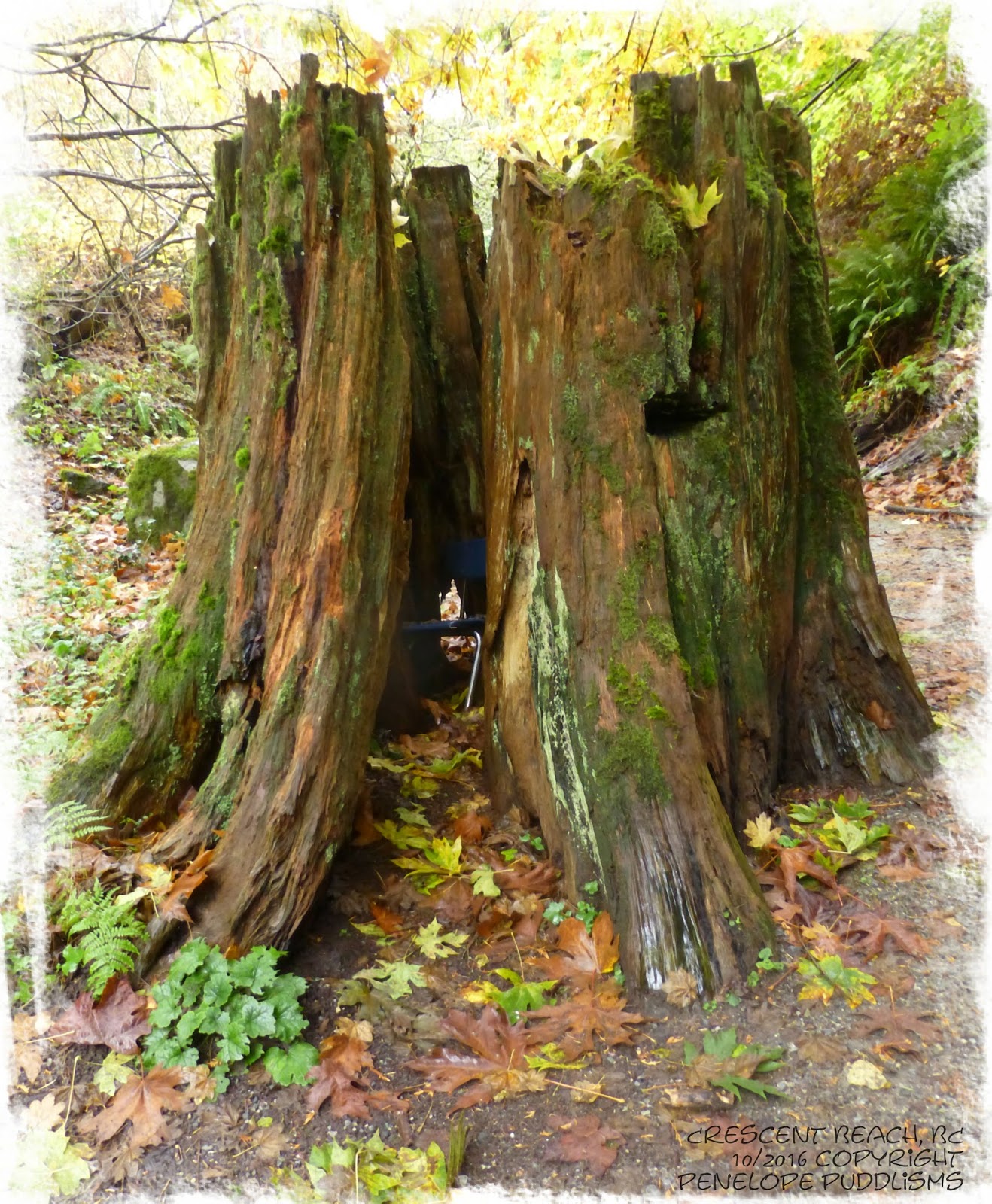 Postcards From Penelope Puddle: HOLLOW TREE STUMP