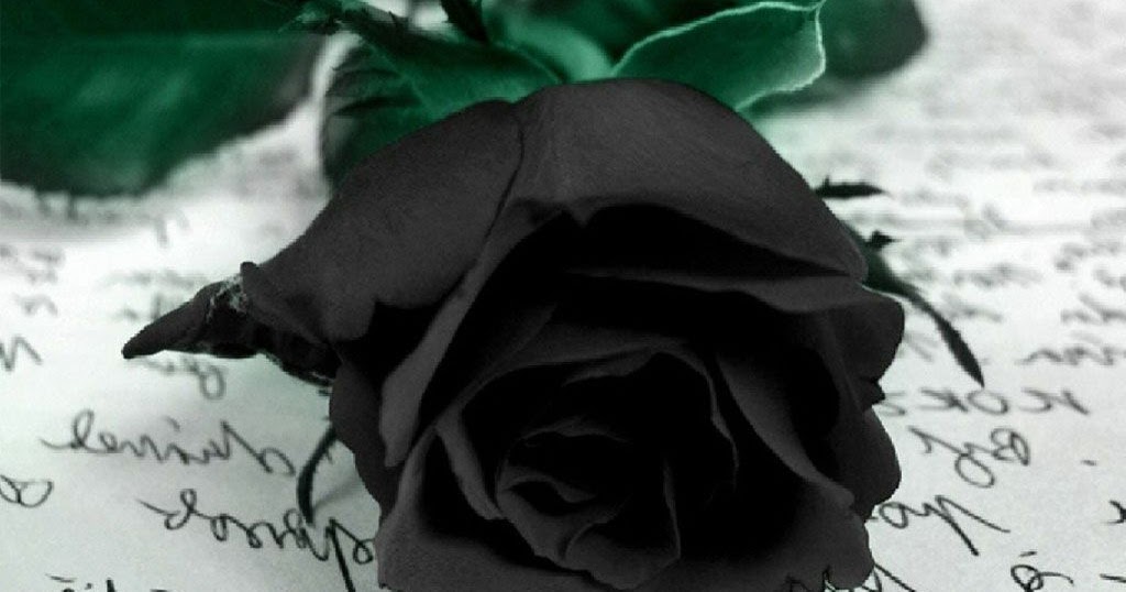 Hd Wallpaper: top best Beautiful Black Roses HD Wallpapers – Flowers HD ...