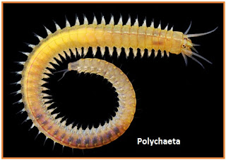 KLASIFIKASI INVERTEBRATA - Biology Page