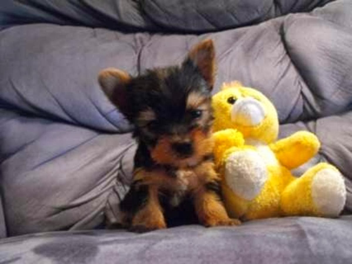 Beautiful Yorkie Puppies 8 to 12 Weeks Old | Puppies For Sale