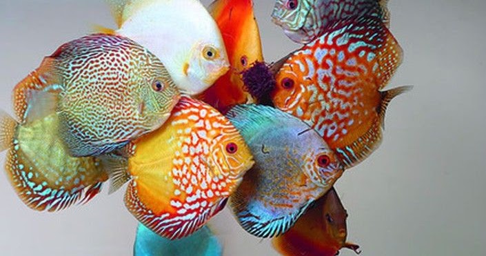 Latest Fish Photos Fish HD Photos Gallery