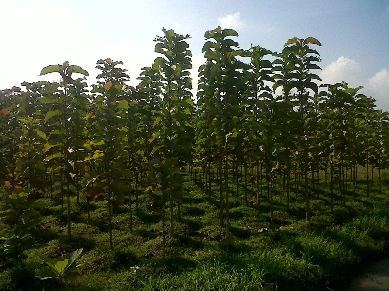 egajati: Jenis - Jenis Pohon Jati di Indonesia