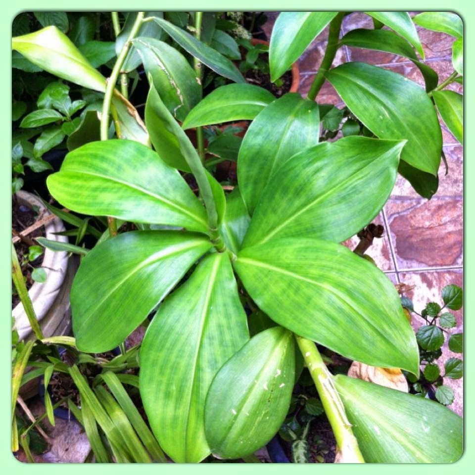 IYA ABADIA D´ ÒSÚN