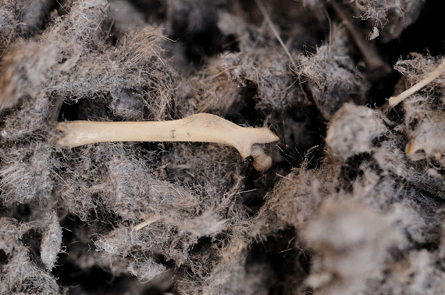 Kiekis !: Hoofdgerecht