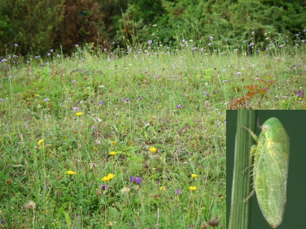 Society for Conservation Biology Europe Section: Do fragment size ...