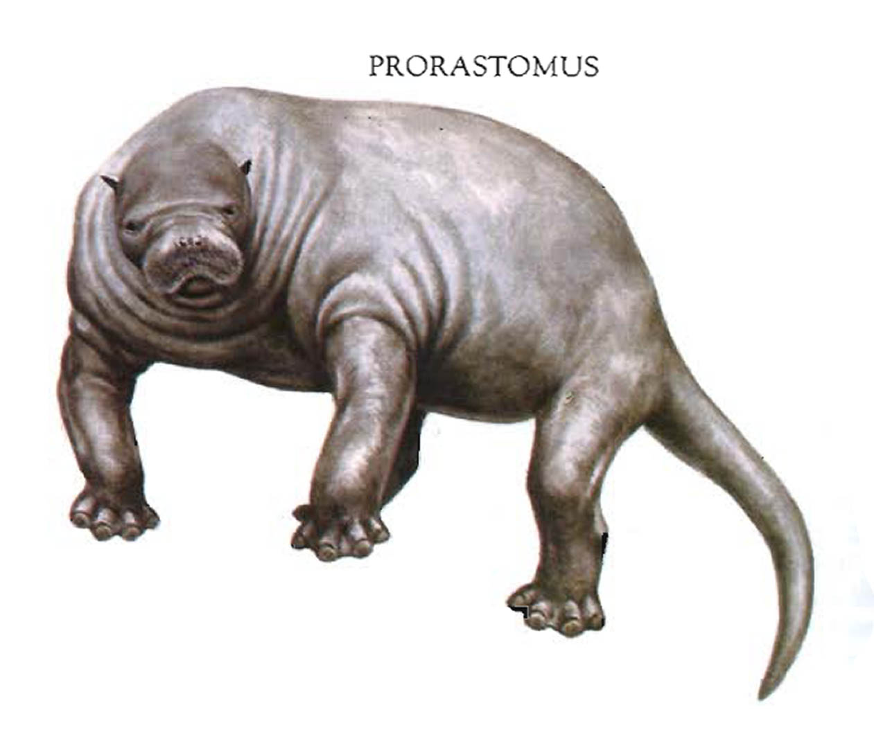 Escenarios prehistóricos: Prorastomus