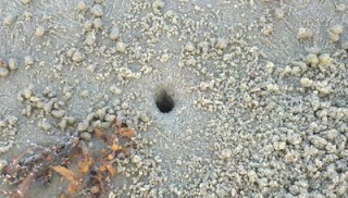 Journals of an Amateur Naturalist: Beach Notebook