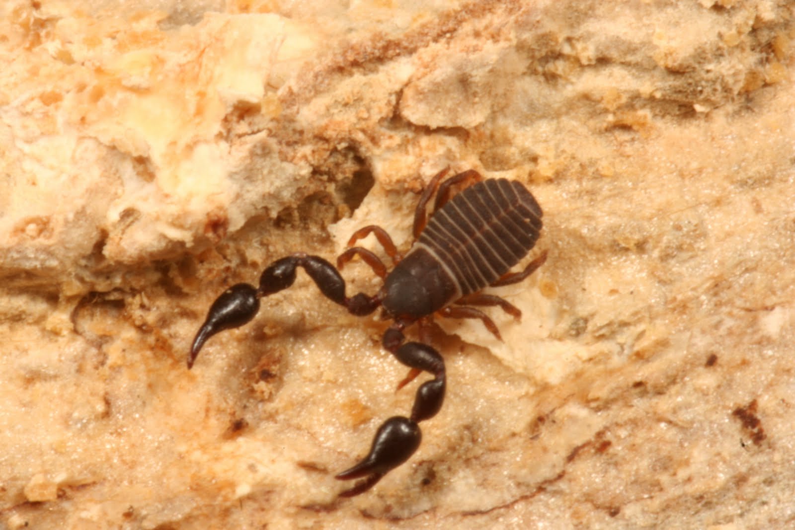 if it rains we get wet: Pseudoscorpion In My Bed