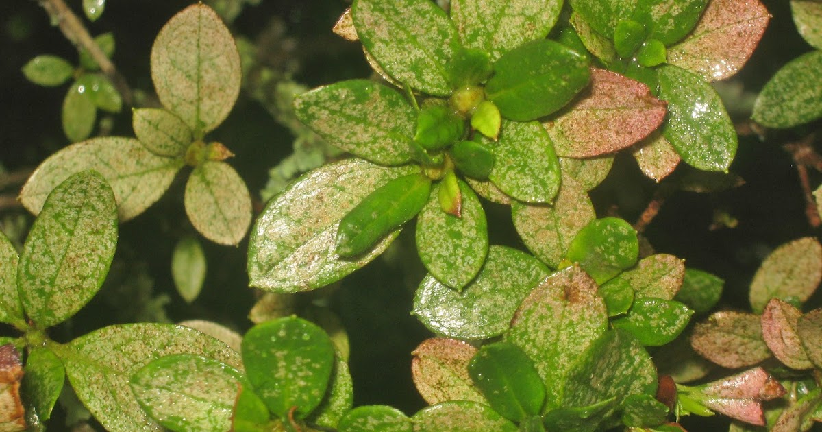 Garden Guy Hawaii: Pests of Azaleas