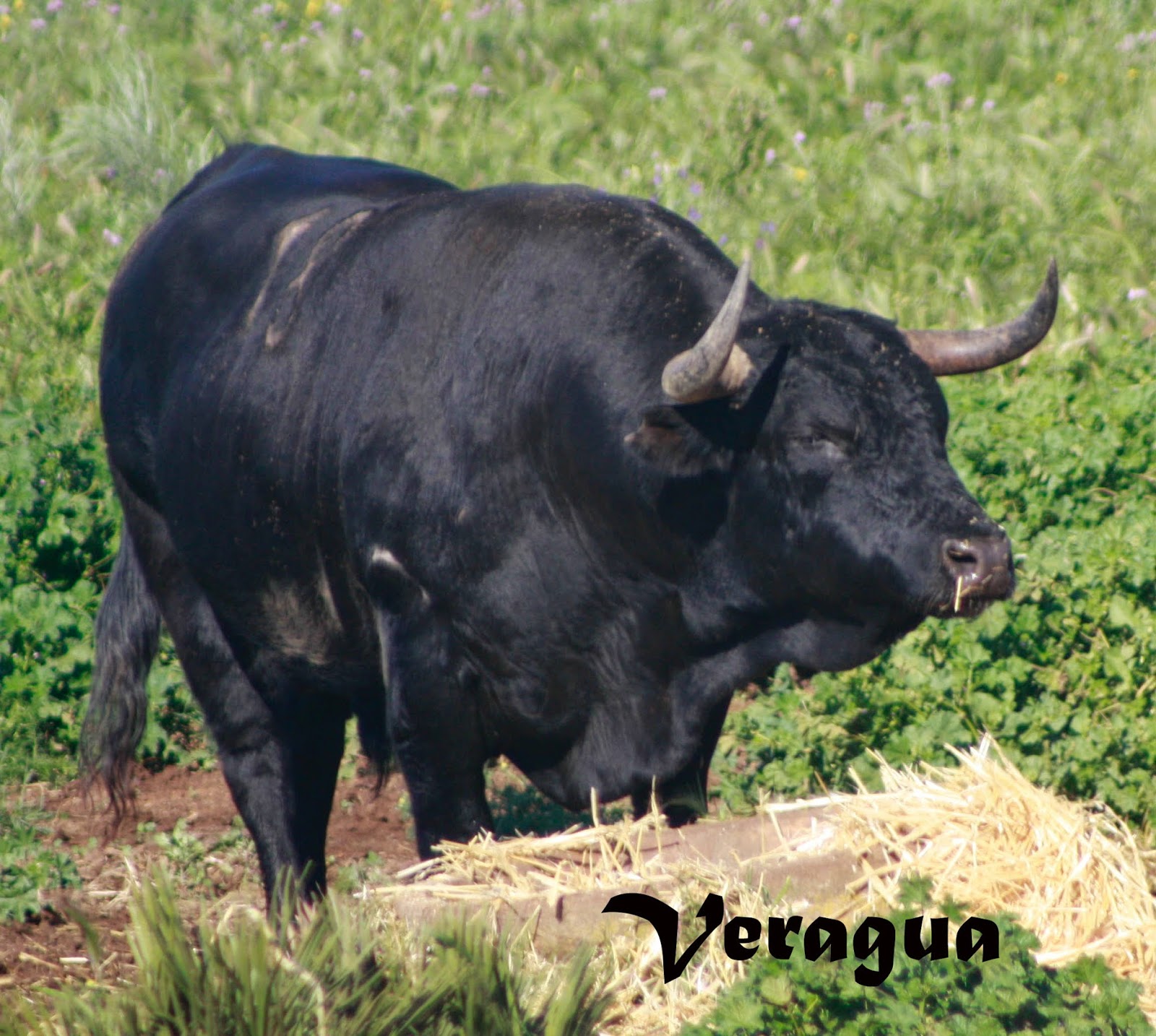 Encastes Bravos: Toros de Cuadri para la Feria de Julio de Valencia