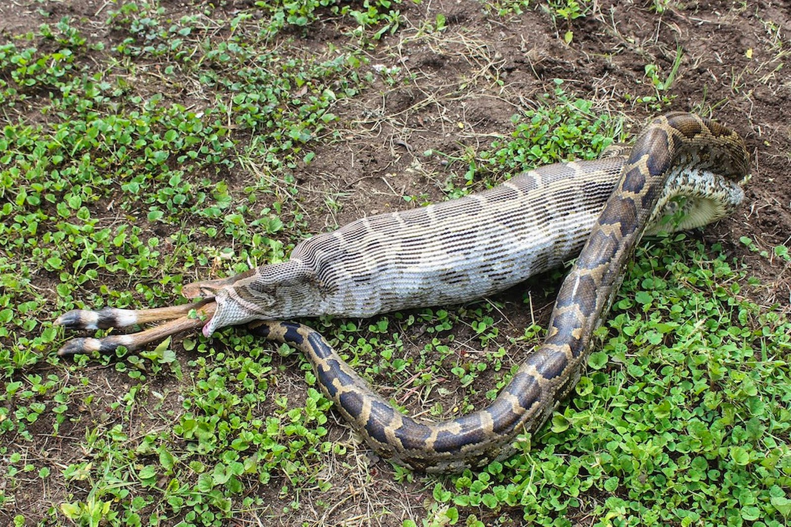 Python swallows antelope on villagers watch - KENYA NEWS PRIME