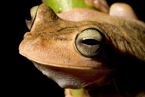 Gold Stuff: Worlds Rarest Animals