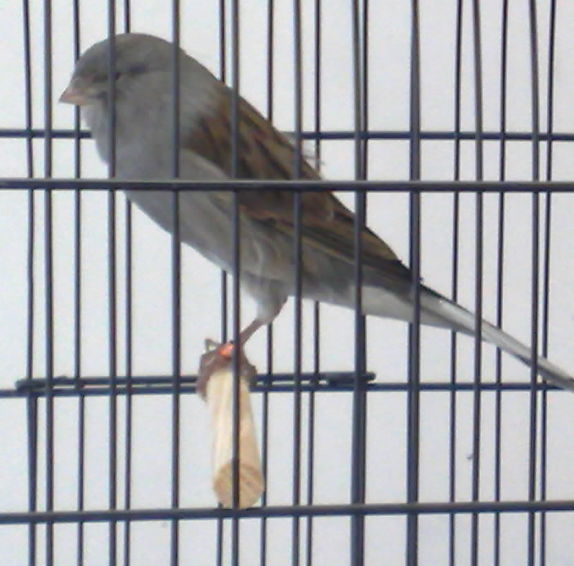 Canário Yorkshire (AP york)