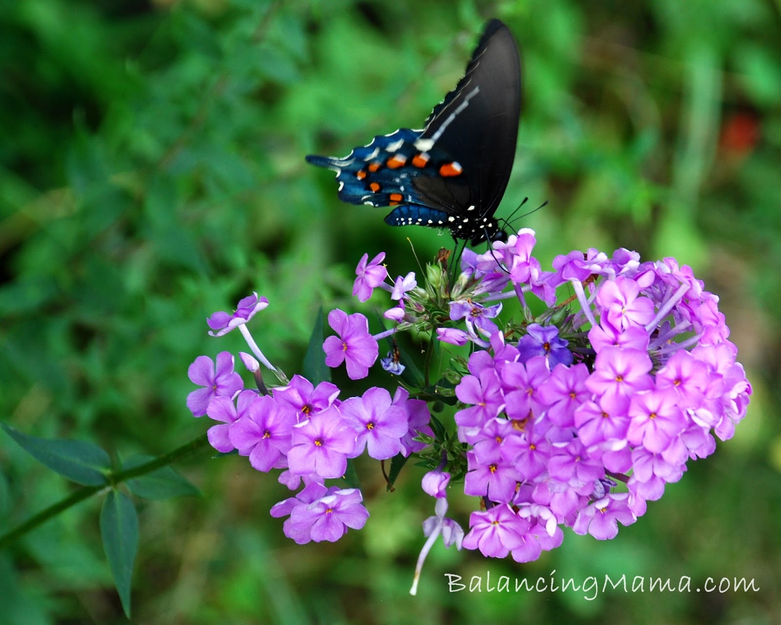 From @BalancingMama: #WW: Fly away, be free