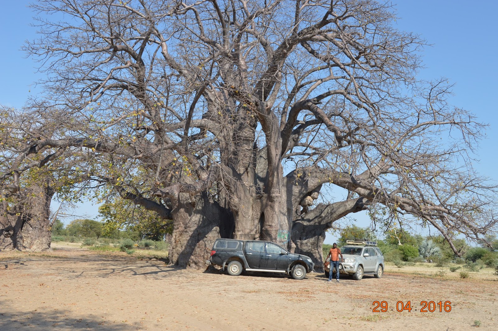 Angola, A Viagem: Visita ao maior embondeiros de Angola