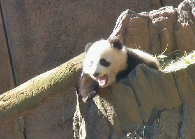 RCN America CA: Panda Files: "Just The Facts"