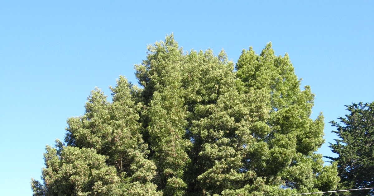Trees of Santa Cruz County: Acacia melanoxylon - Black Acacia