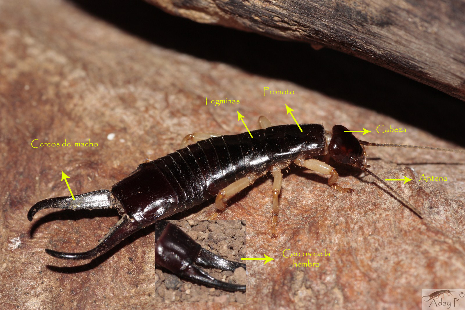 Artropodolandia: Dermápteros