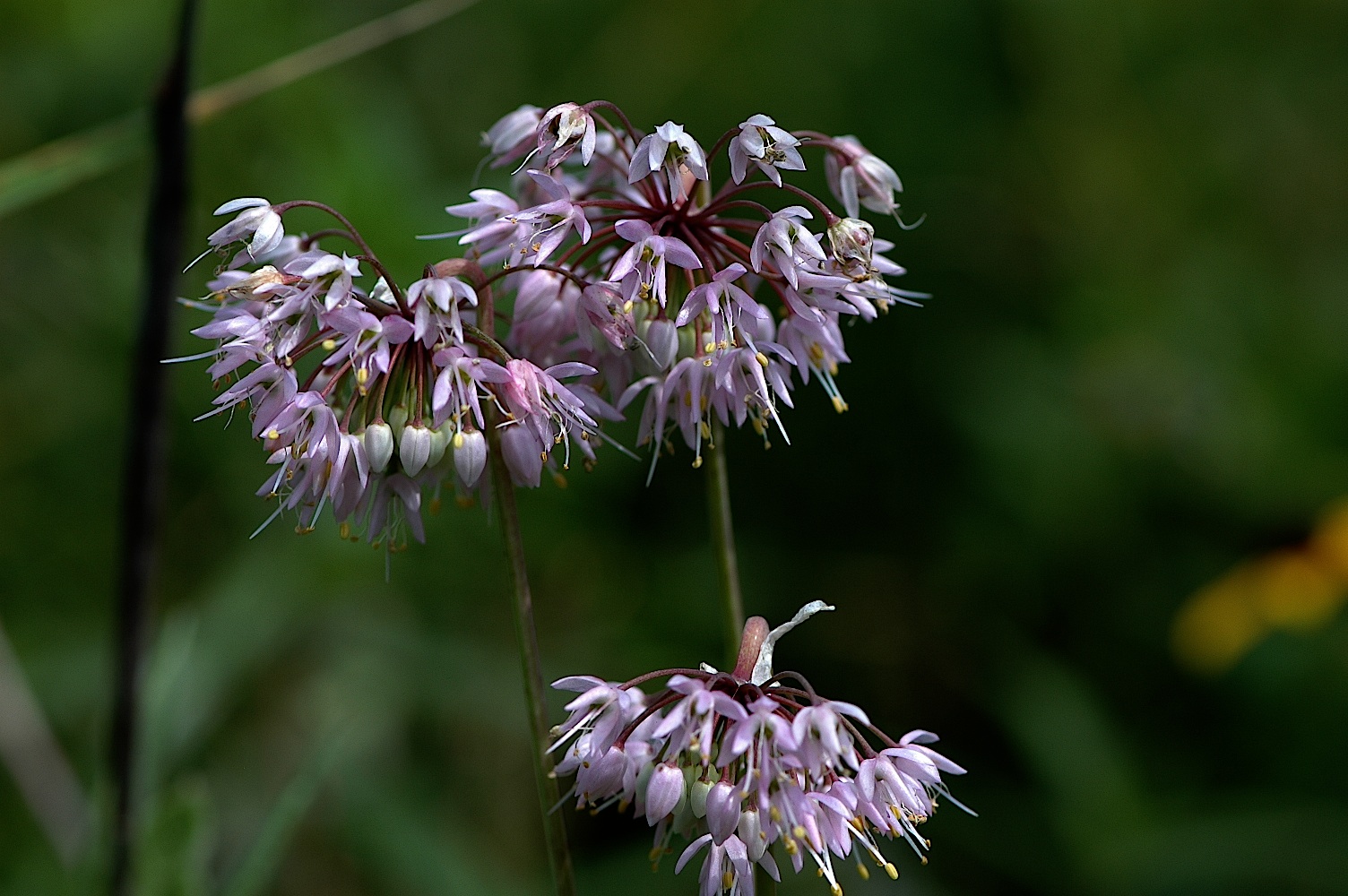 Field Biology in Southeastern Ohio: Prairies Part 3: Species Results