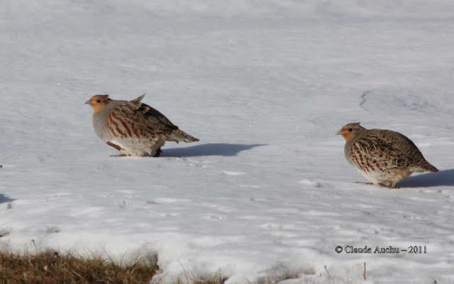 Les oiseaux de la région de La Pocatière, Québec: L'hiver s'accroche...