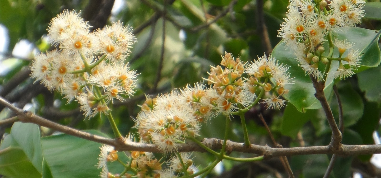 Photography with Dr. Ernie.: lomboy flowers, Syzygium_cumini