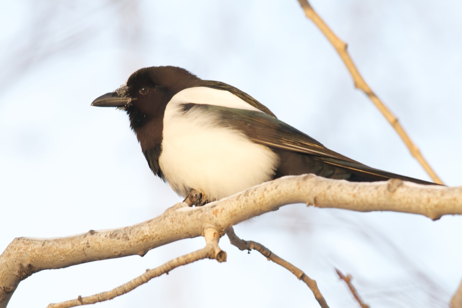 A Calgary Birder: The End of Winter?