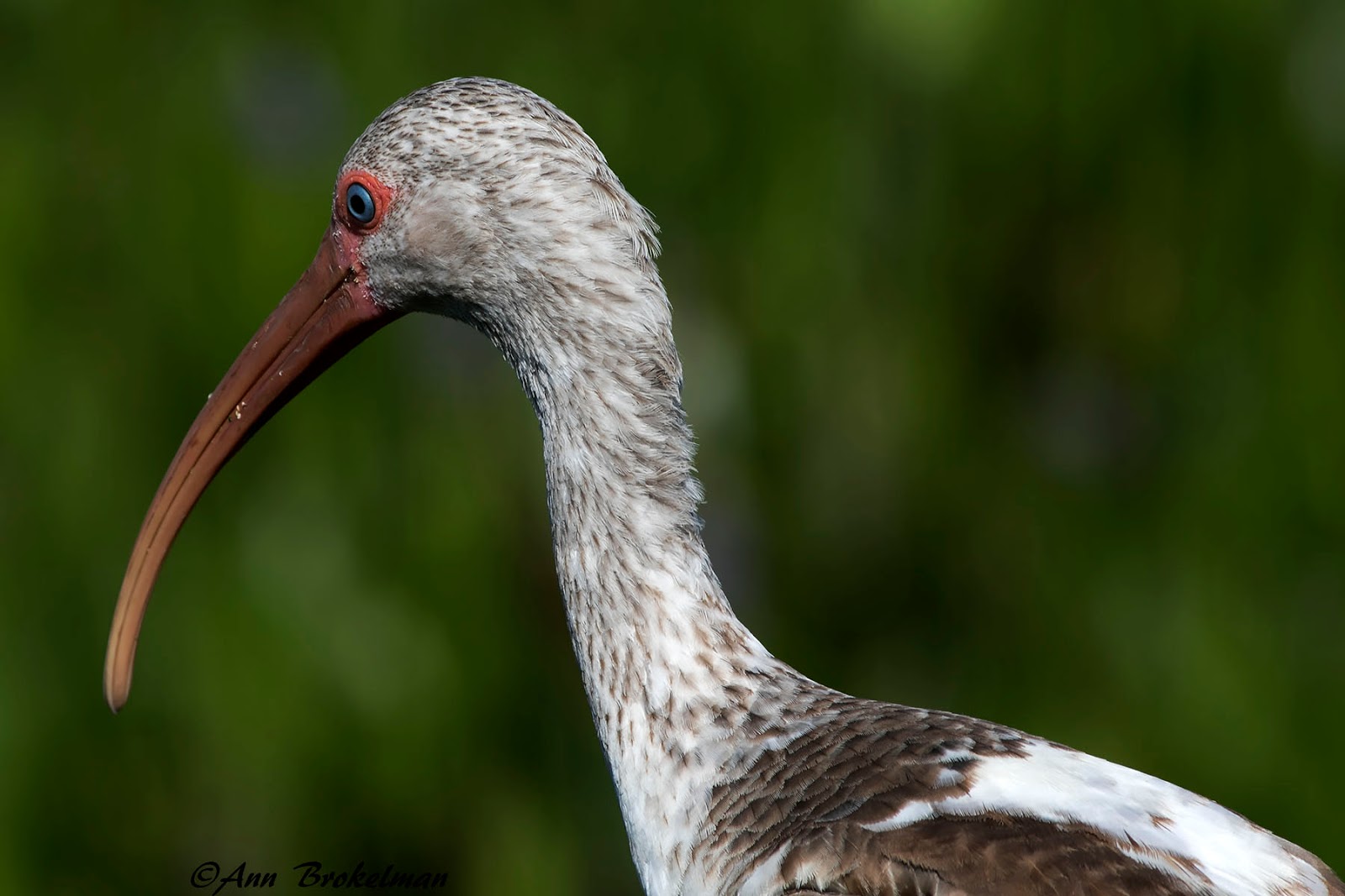 Ann Brokelman Photography: White Ibis juvenile at Florida