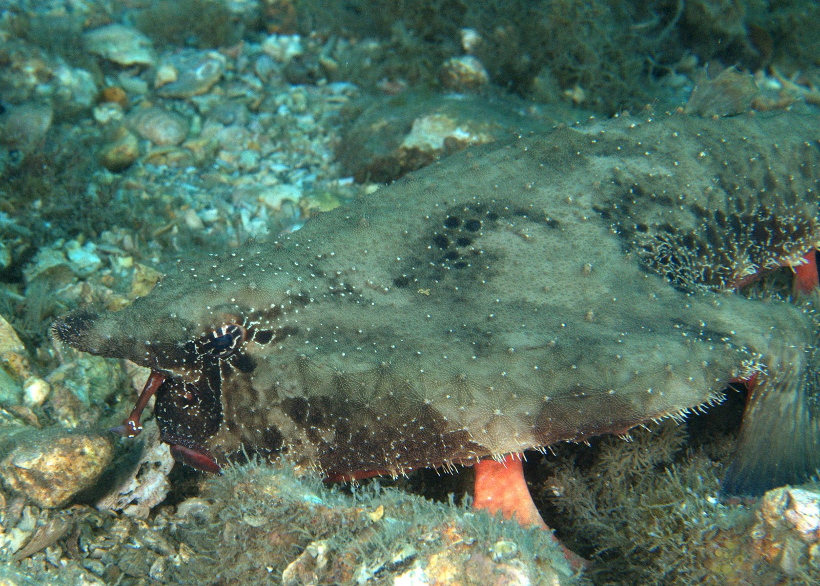under pressure world: Shortnose Batfish- Blue Heron Bridge, FL