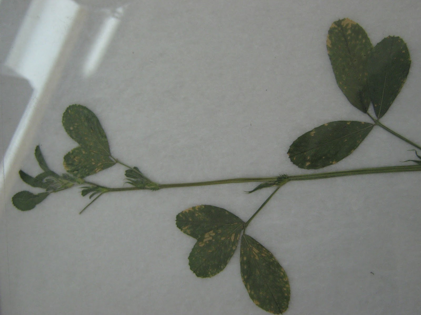 Agro Scientist: julio 2013