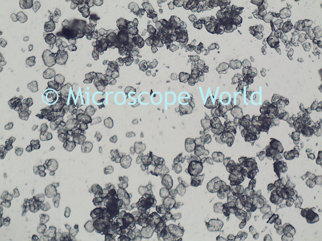 Microscope World Blog: Gypsum under the Microscope