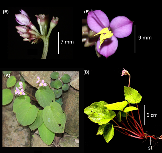 Species New to Science: [Botany • 2017] Sonerila janakiana ...