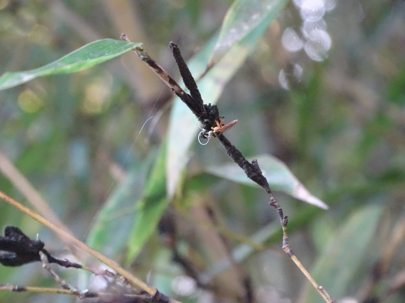 Agrobambu/Bambuplatz Garten: INSETOS DO BAMBU - BAMBOO INSECTS