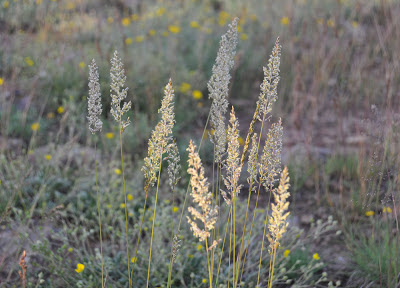 Mother Nature's Backyard - A Water-wise Garden: Plant of the Month (May ...
