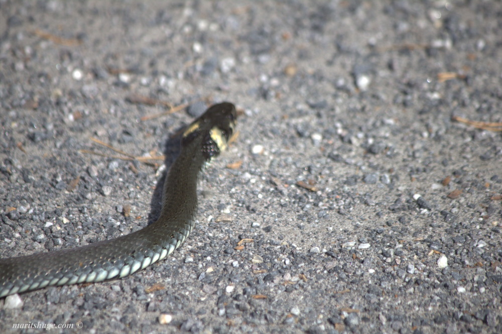 Marits hagedagbok: En surrealistisk naturopplevelse...