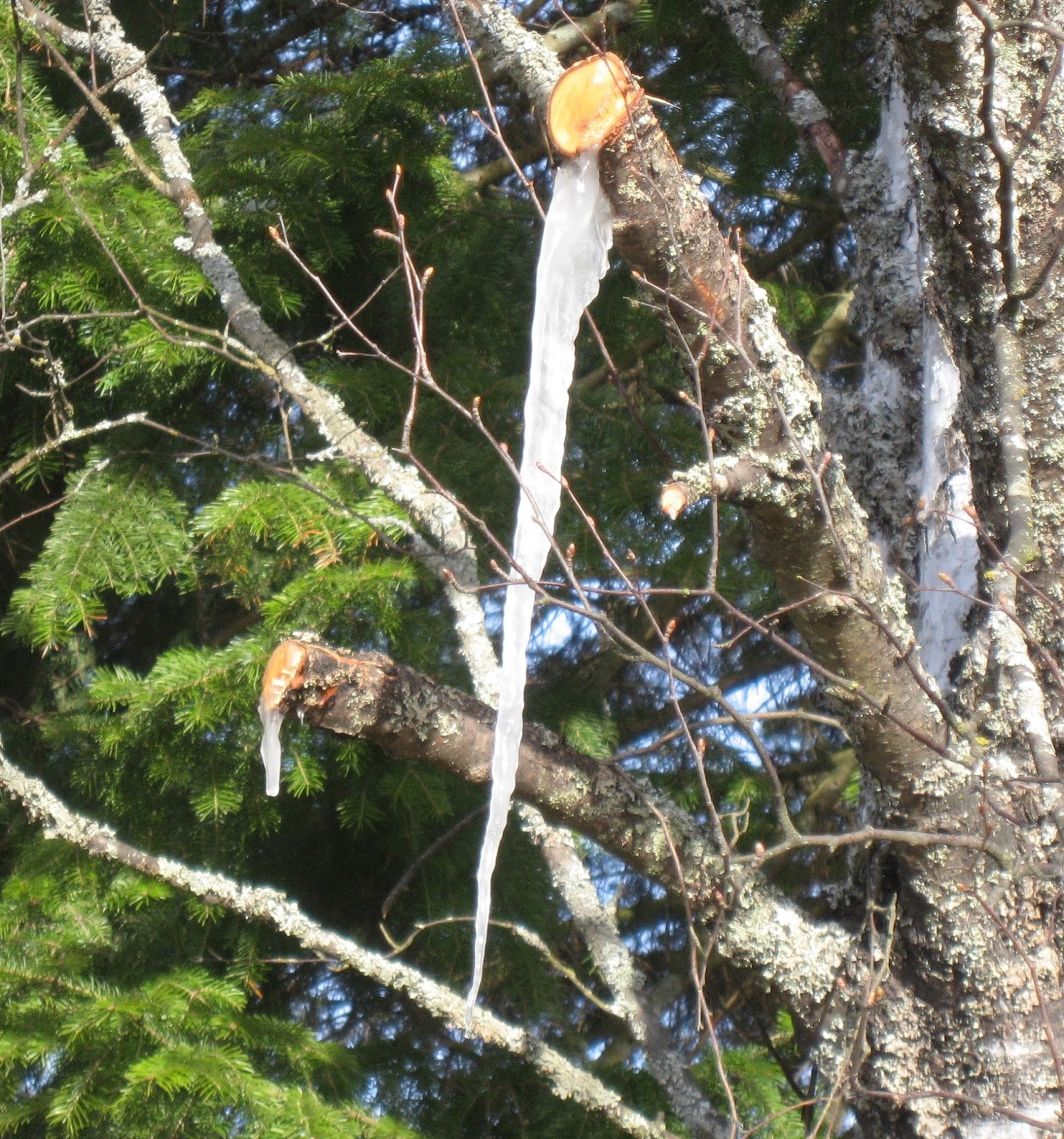 Caravaani: Pakastettua mahlaa