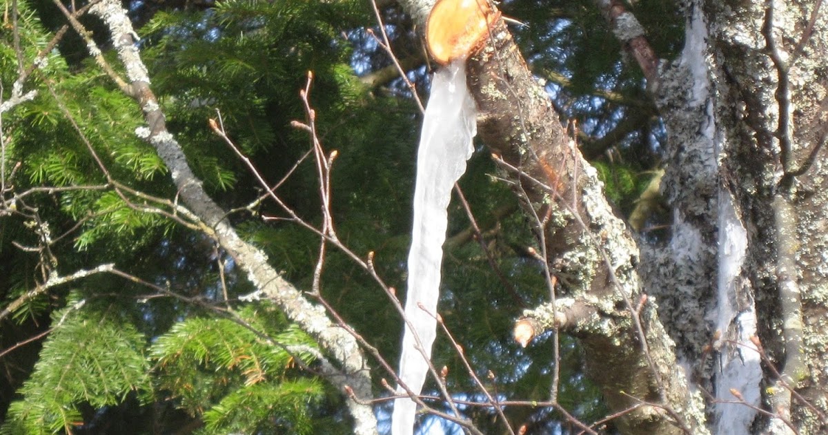 Caravaani: Pakastettua mahlaa