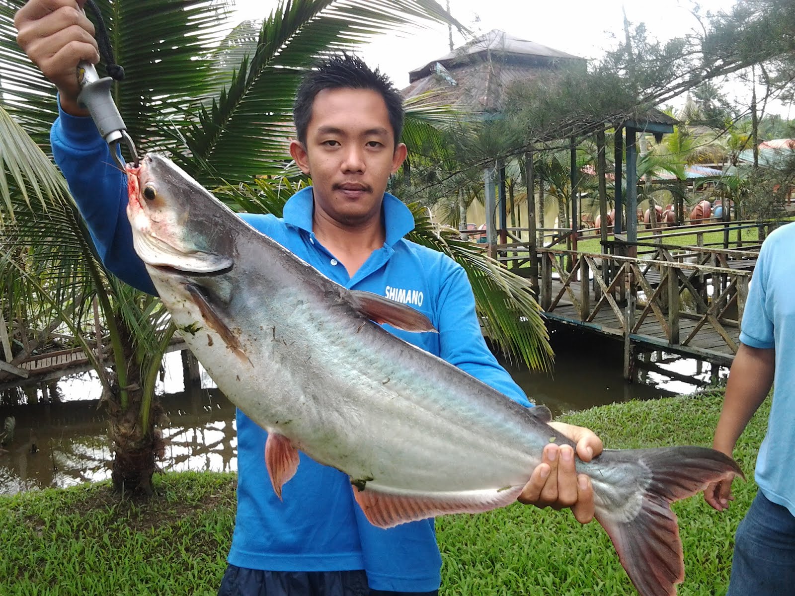 Umpan Ikan Patin Kolam Air Tawar