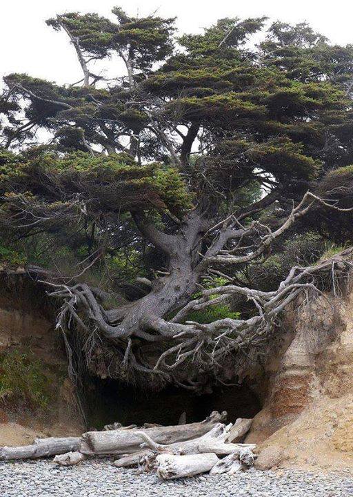 TREE ROOT CAVE IN BIG SUR - CALIFORNIA