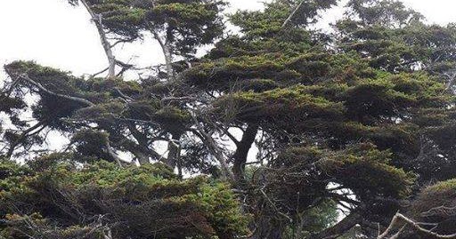 TREE ROOT CAVE IN BIG SUR - CALIFORNIA ~ Klima Naturali™