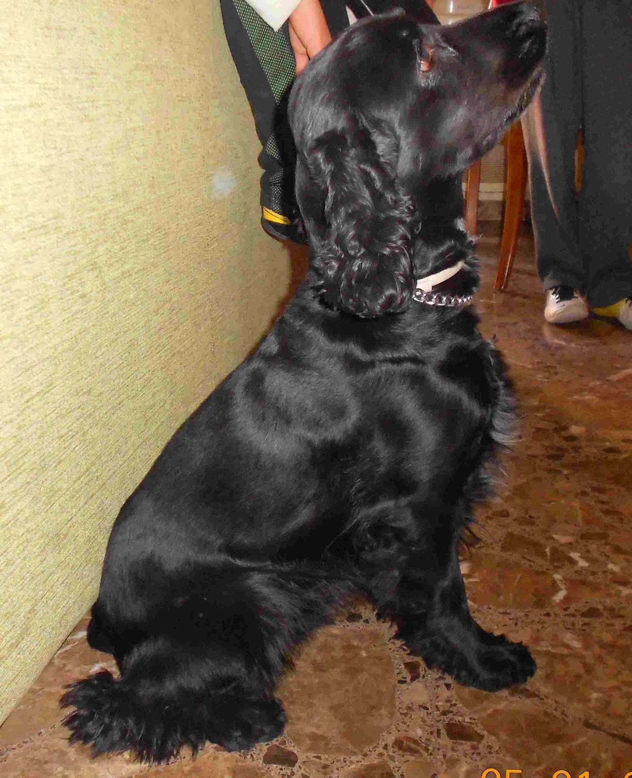 La galga lluenta: PRECIOSO COKER NEGRO ADOPTADO HACE DOS MESES Y ...