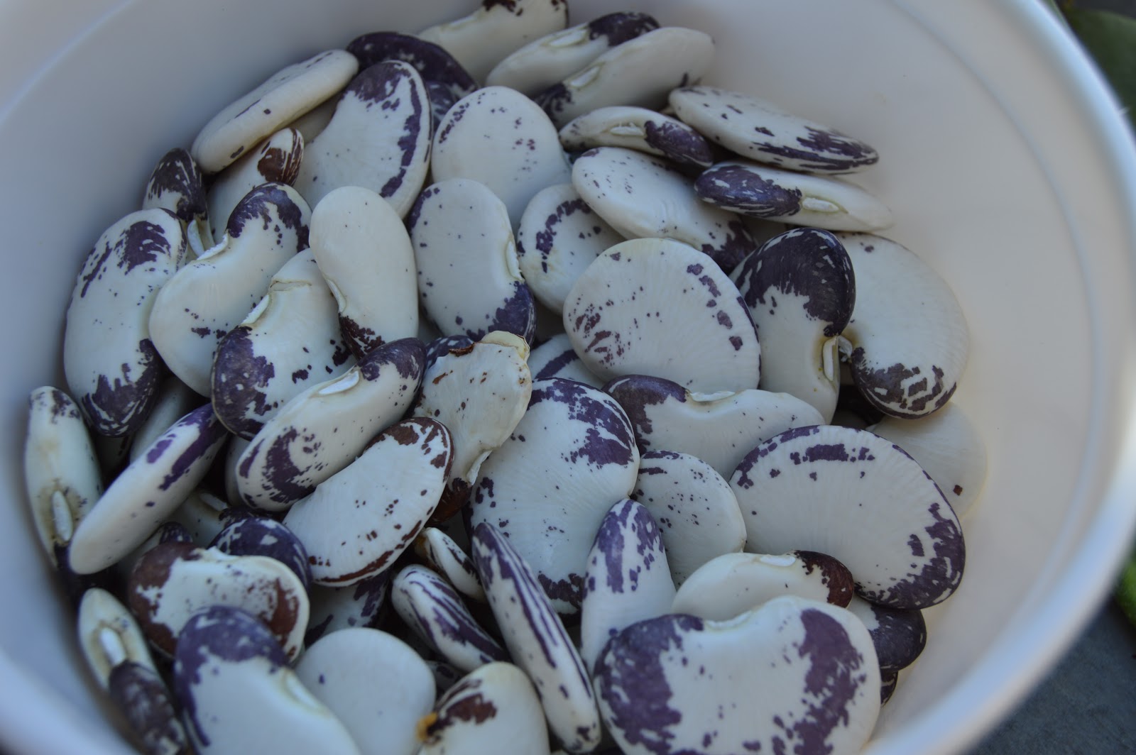 Huerto de Tatay: Recogiendo y guardando garrofóhuerto