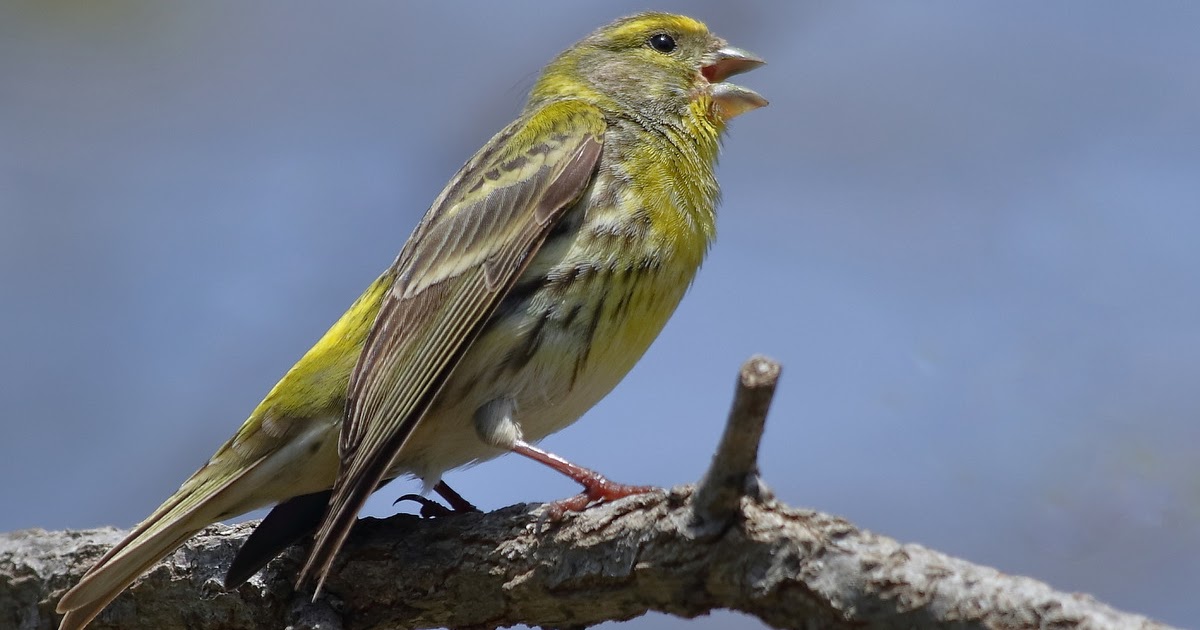 Raw Birds: EUROPEAN SERIN (Serinus serinus) Moni Katholikou (Agiou ...