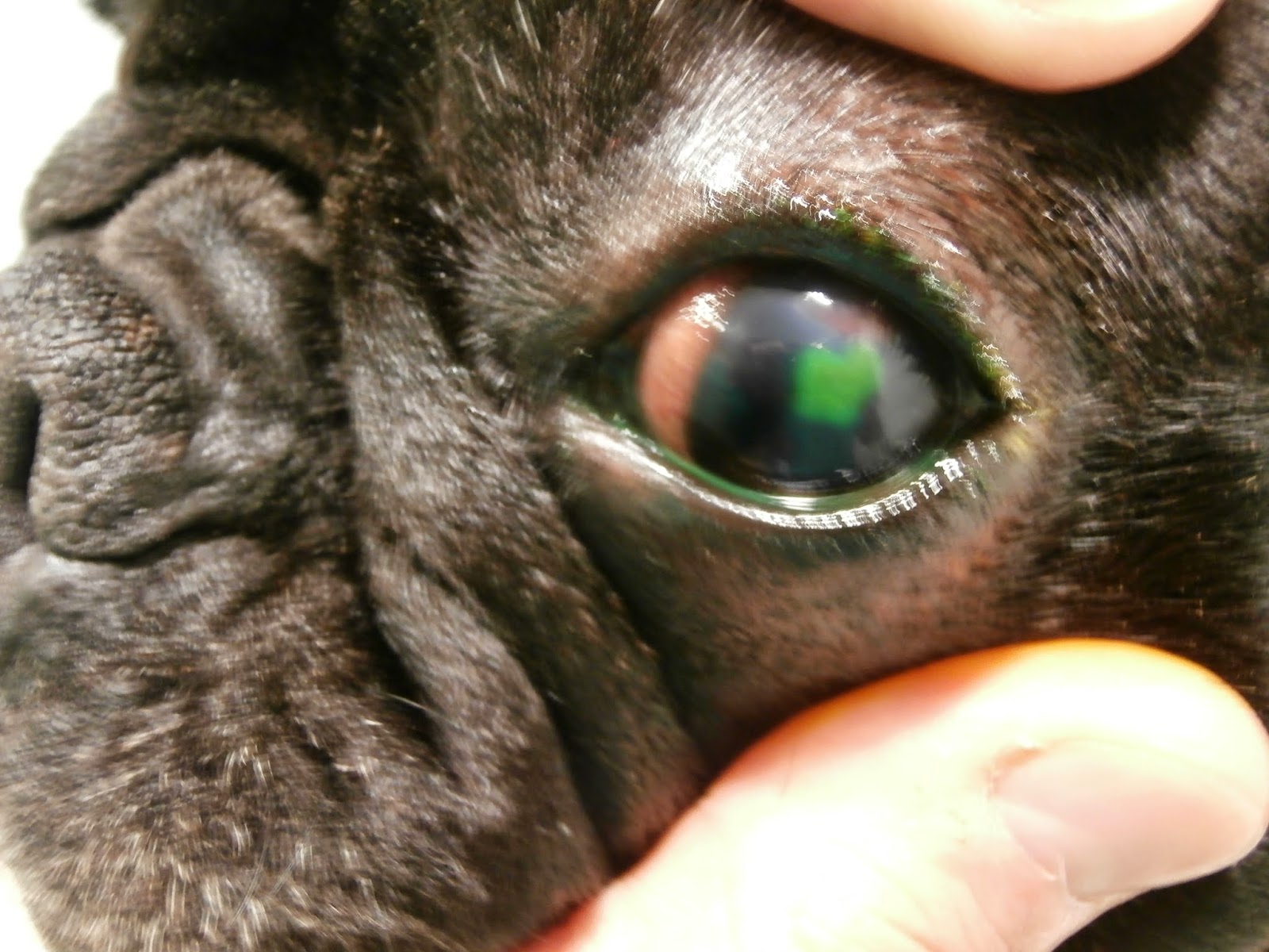 Clinica Veterinaria Torreblanca: CUIDADO DEL PELO, LOS OÍDOS Y LOS OJOS ...