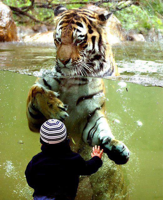Siberian (Amur) Tiger: Tiger and kid at zoo