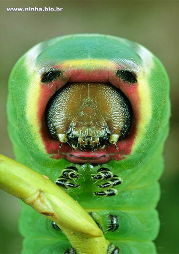 Variedades e Benefícios: Lagarta